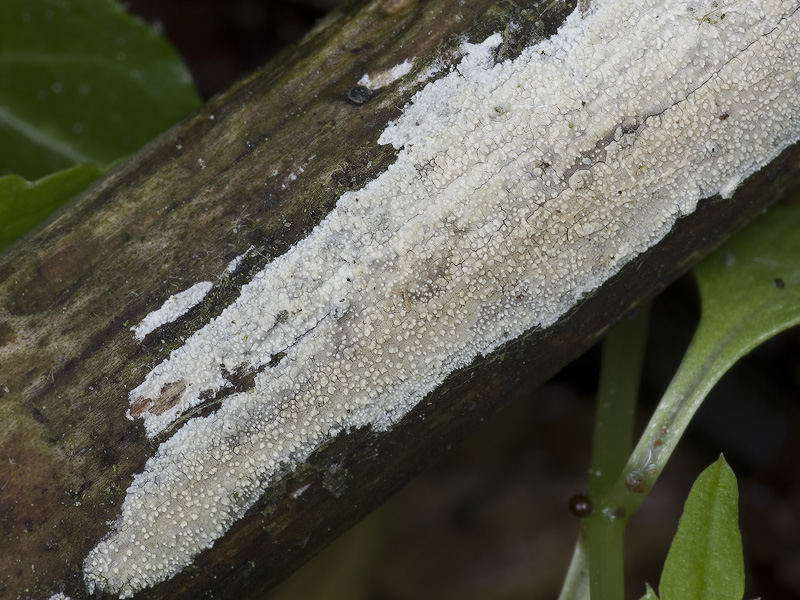 Lyomyces crustosus (Kornatec rozpraskaný)